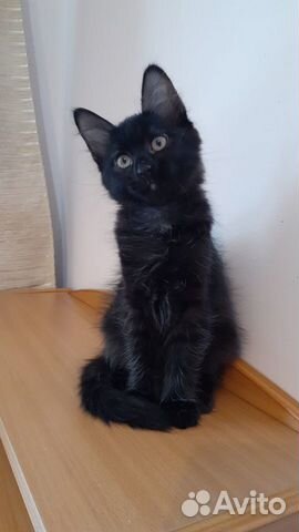 Красивый котенок-мурлыка