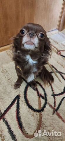 Ищем жениха на вязку Чихуахуа 3.5 кг