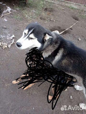 Собака в добрые руки хаски