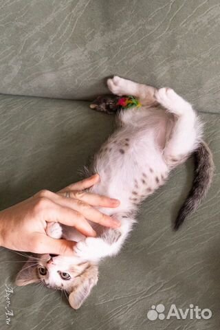 Котенок котик баюн в дар добрые руки