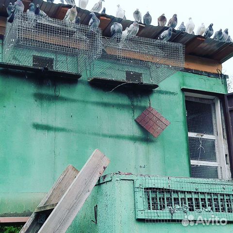 Голубятня продажа
