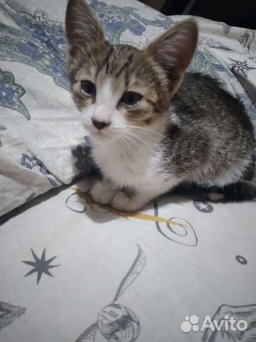 Котенок