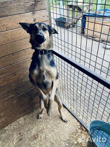 Спасите собаку из приюта