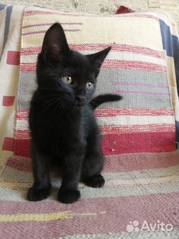 Котята в добрые руки бесплатно