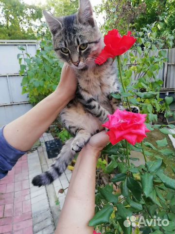 Котик подросточек мальчик в добрые руки