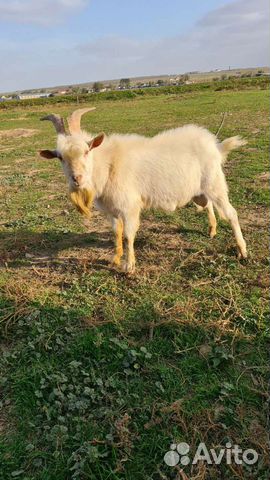 Козел зааненский