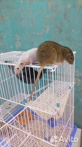 Крыски бесплатно