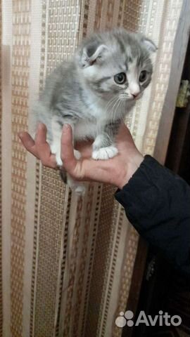 Шотландские вислоухие котята бесплатно