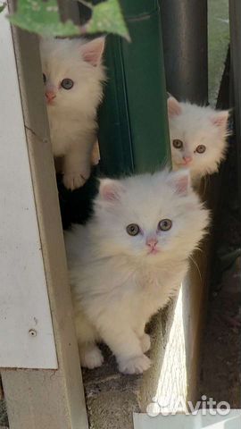 Котята