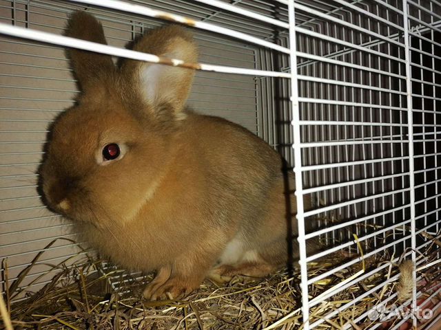 Декоративный кролик