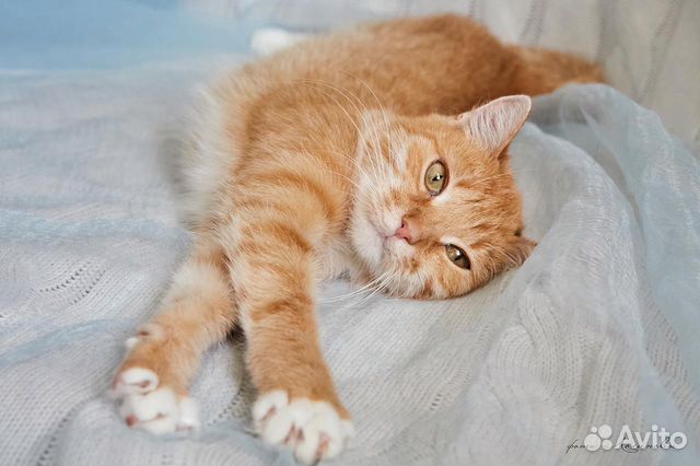 Небольшая кошка с большим сердцем