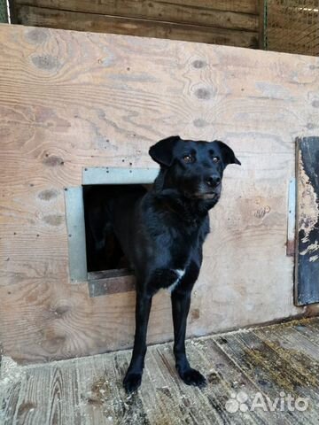 Подари жизнь собаке из приюта