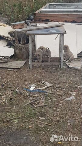 Щенки в добрые руки