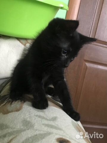 Котик (метис русской голубой) в добрые ручки