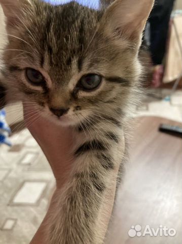 Кошка в дар