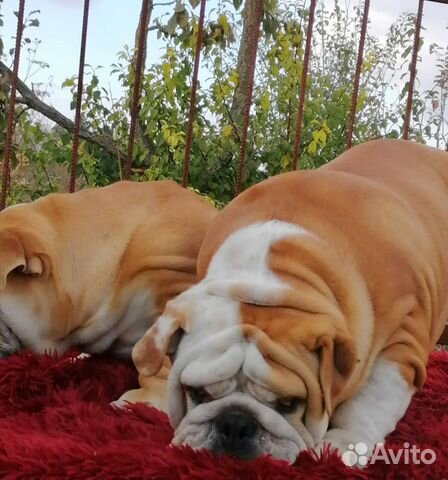 Английский бульдог