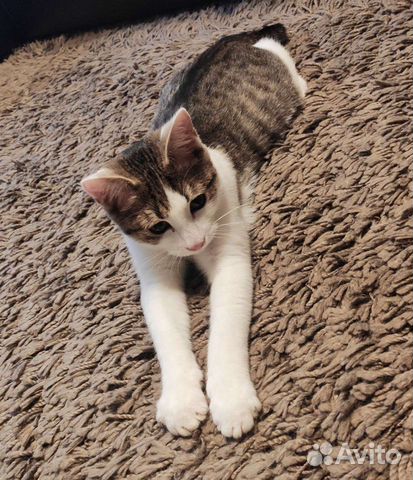 Котенок тигрёнок в добрые руки