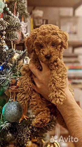 Той-пудель вязка