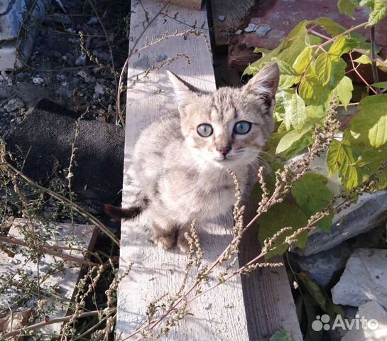 Котенок