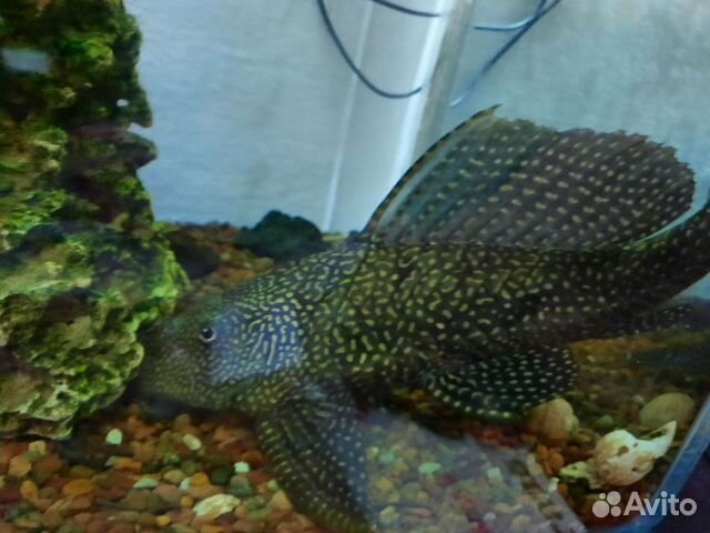 Анциструс бесплатно