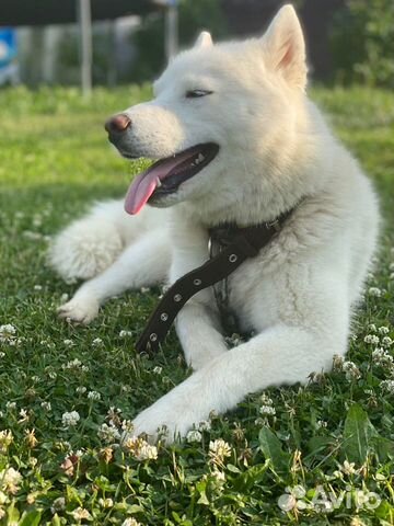 Ищет новых хозяев красавица хаски