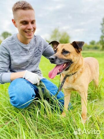 Собака в добрые руки