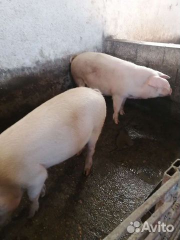 Свинья ландрас