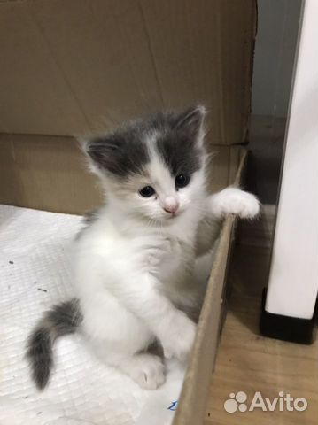 Котёнок Белочка 1,5 месяца девочка