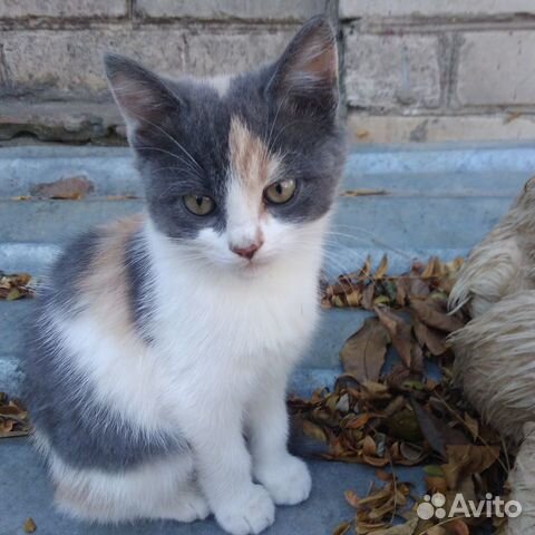 Кошки в добрые руки бесплатно