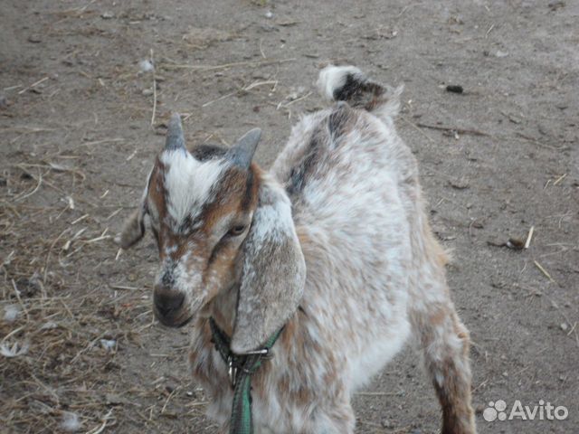 Нубийские козы