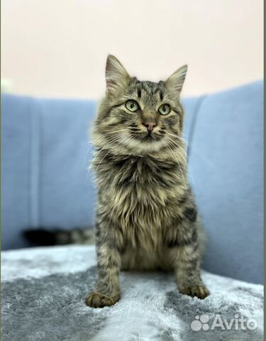 Молодой сибирский котик в дар
