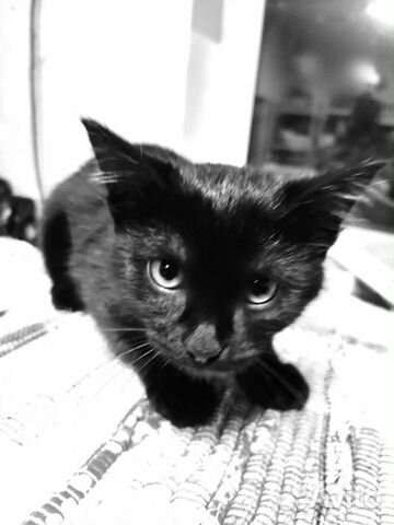 Чёрная кошечка котёнок 3 месяца в дар