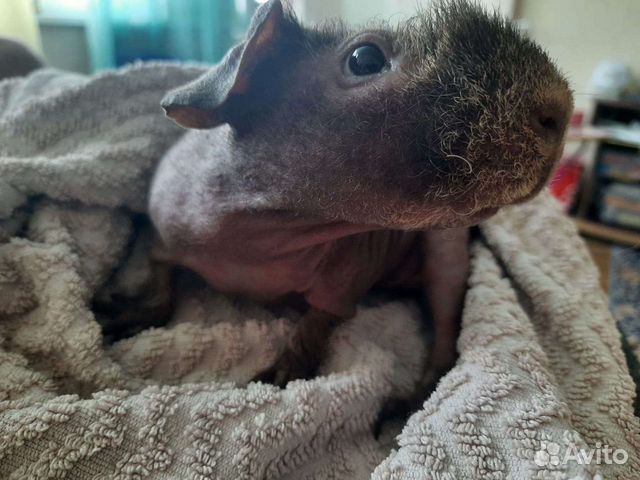 Морская свинка скинни(вязка)