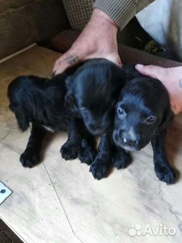 Собака щенки русской спаниэли