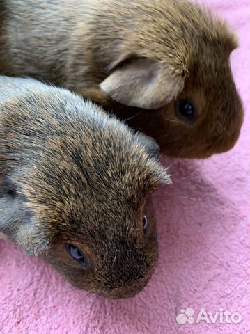 Морские свинки мальчик и девочка Селф