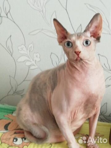 Отдам кошечку Сфинкса