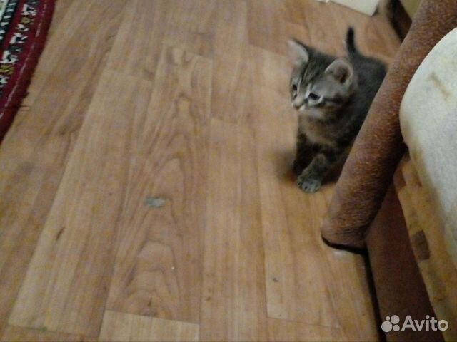 Котёнок