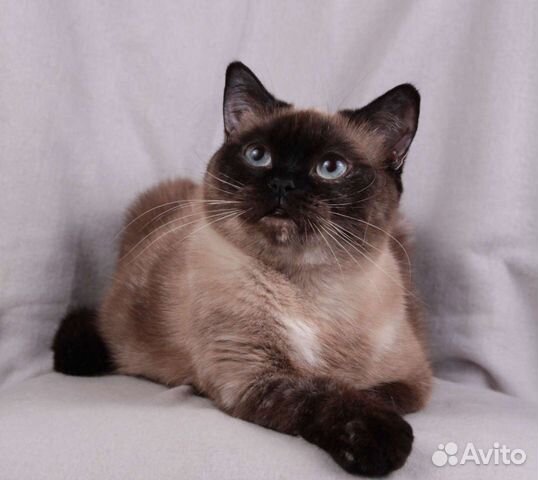 Британская лапочка