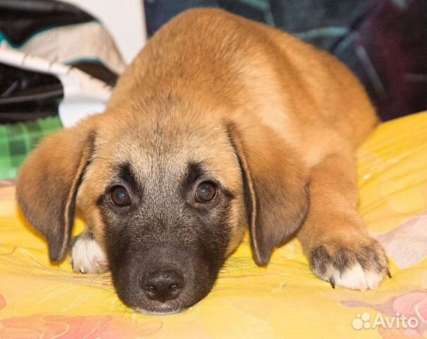 Рыжий мальчик ищет дом