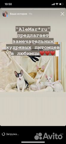 Корниш-рекс