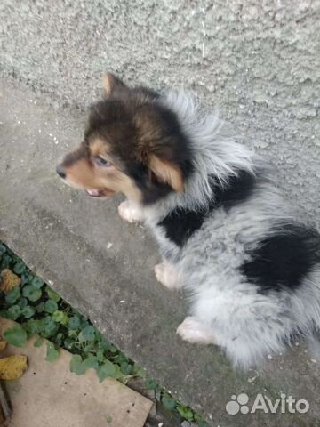 Отдам бордер колли