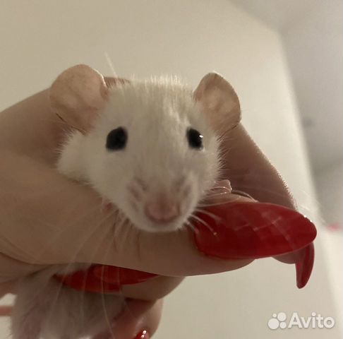 Крыса Дамбо с клеткой