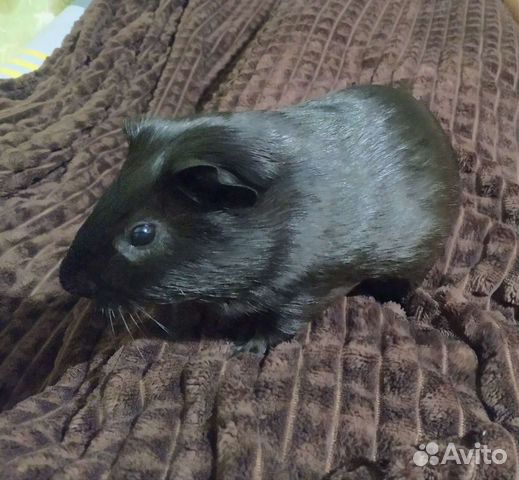 Морская свинка вязка