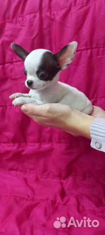 Щенки чихуахуа