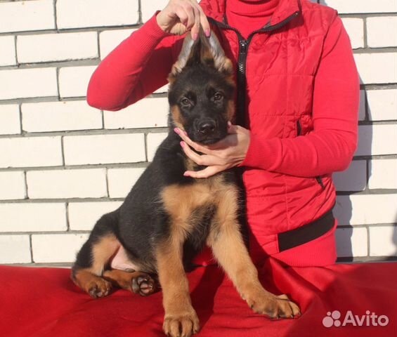 Немецкая овчарка очень крупные девочки