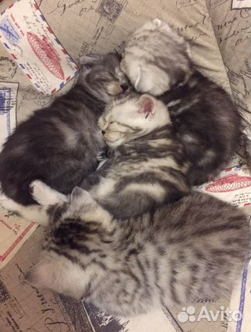 Шотландские котята