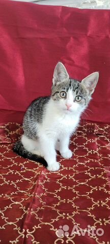 Котенок девочка весёлая мурчалка