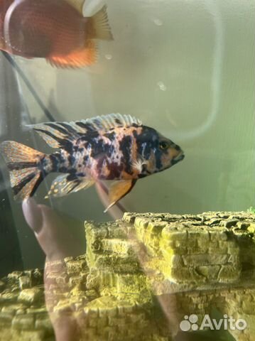 Аулонокара мультиколор