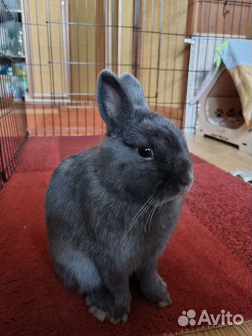 Нидерландский ручной годовалый кролик (мальчик) с