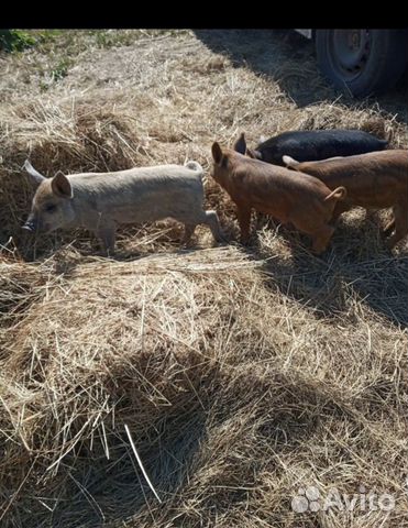 Венгерская мангалица